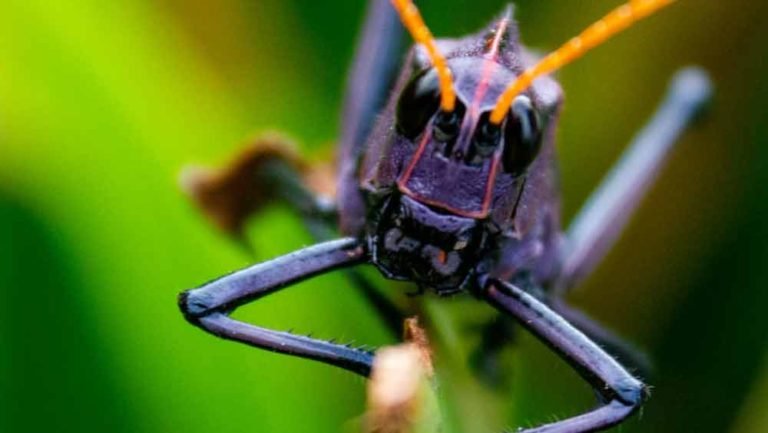 Monster Locusts – Sermon Messages